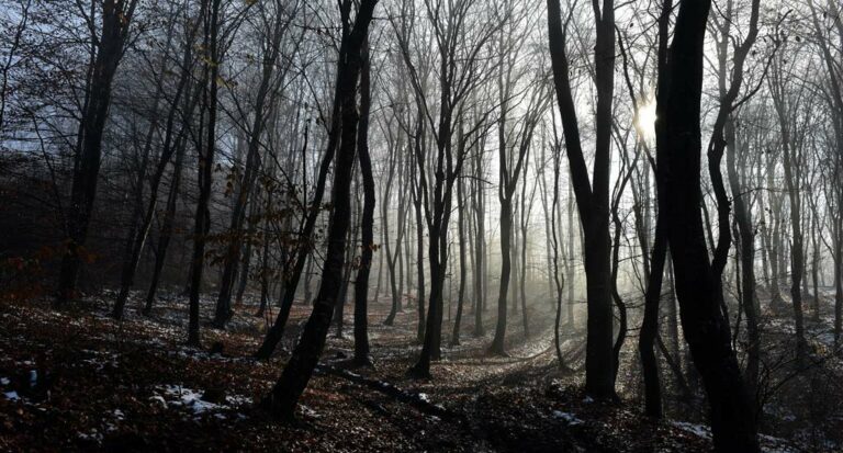 Šumarstvo BiH - UŠITFBIH